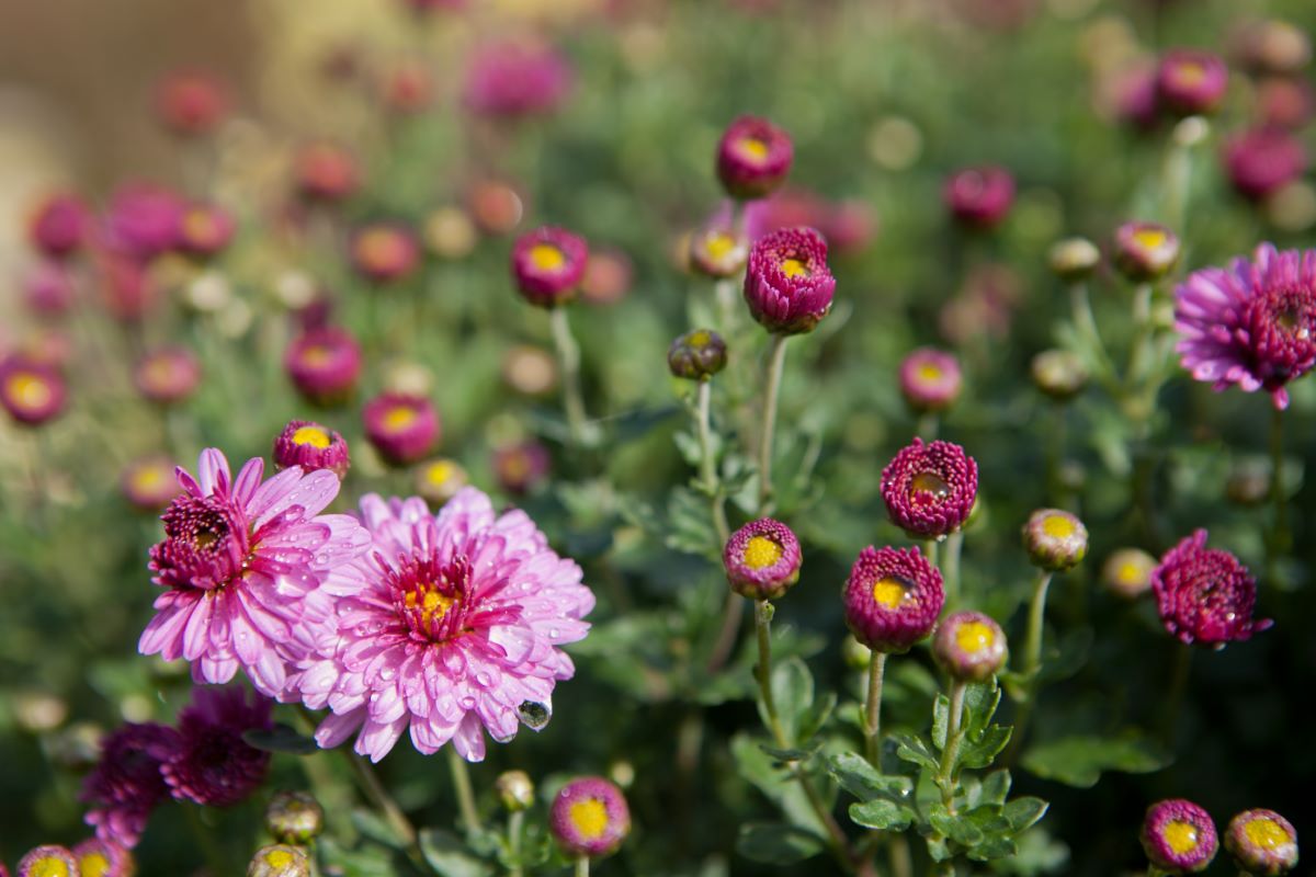 Anastasia | ProSpecieRara