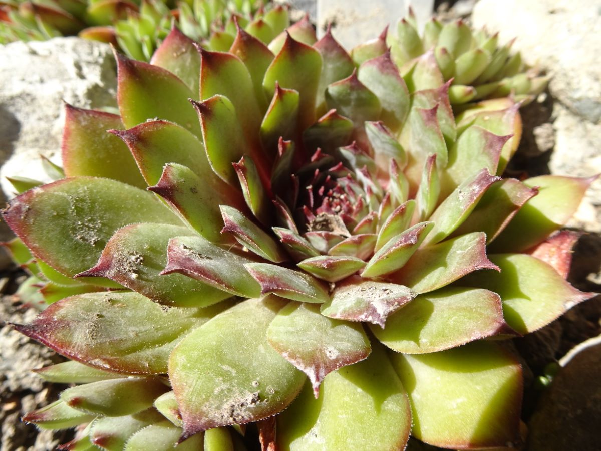 Berna | ProSpecieRara