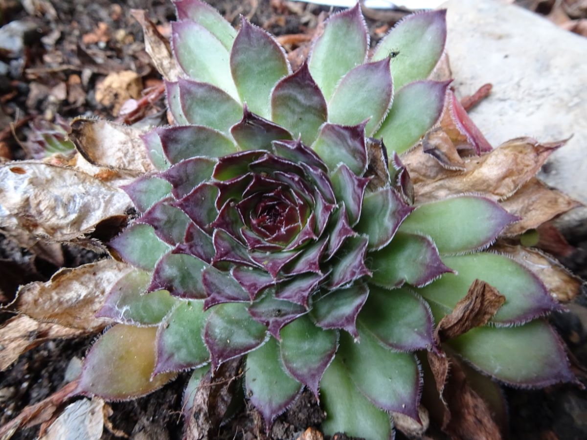 Ticino | ProSpecieRara