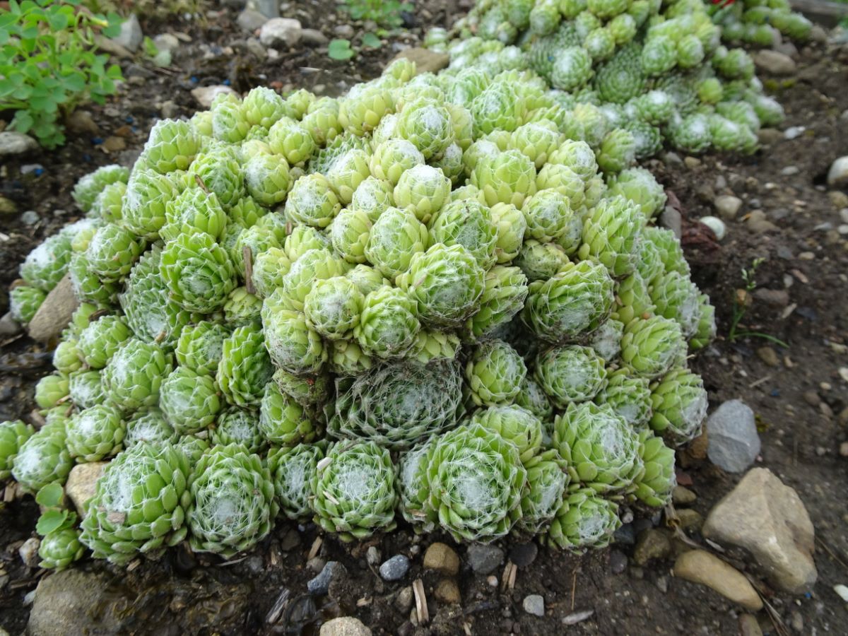 Zinalrothorn | ProSpecieRara