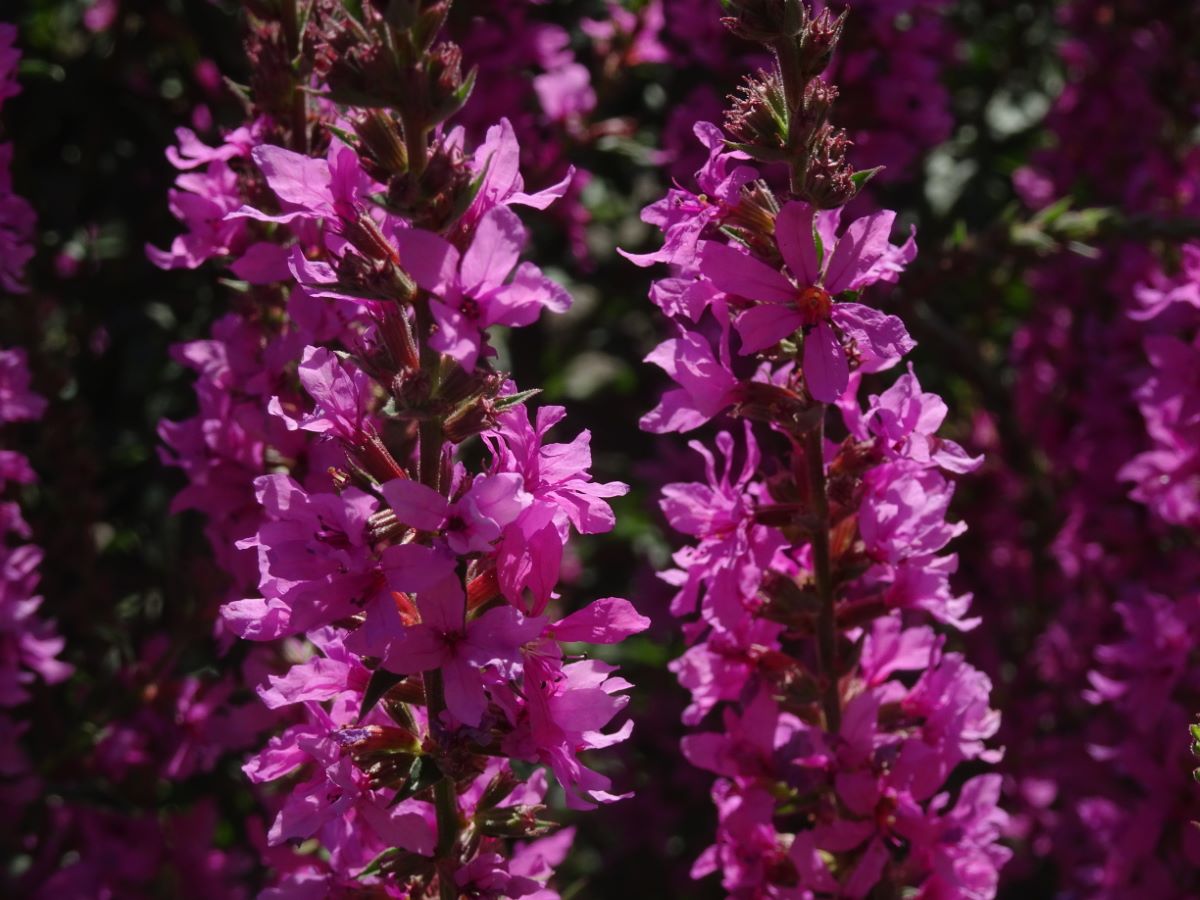 Rose Queen | ProSpecieRara