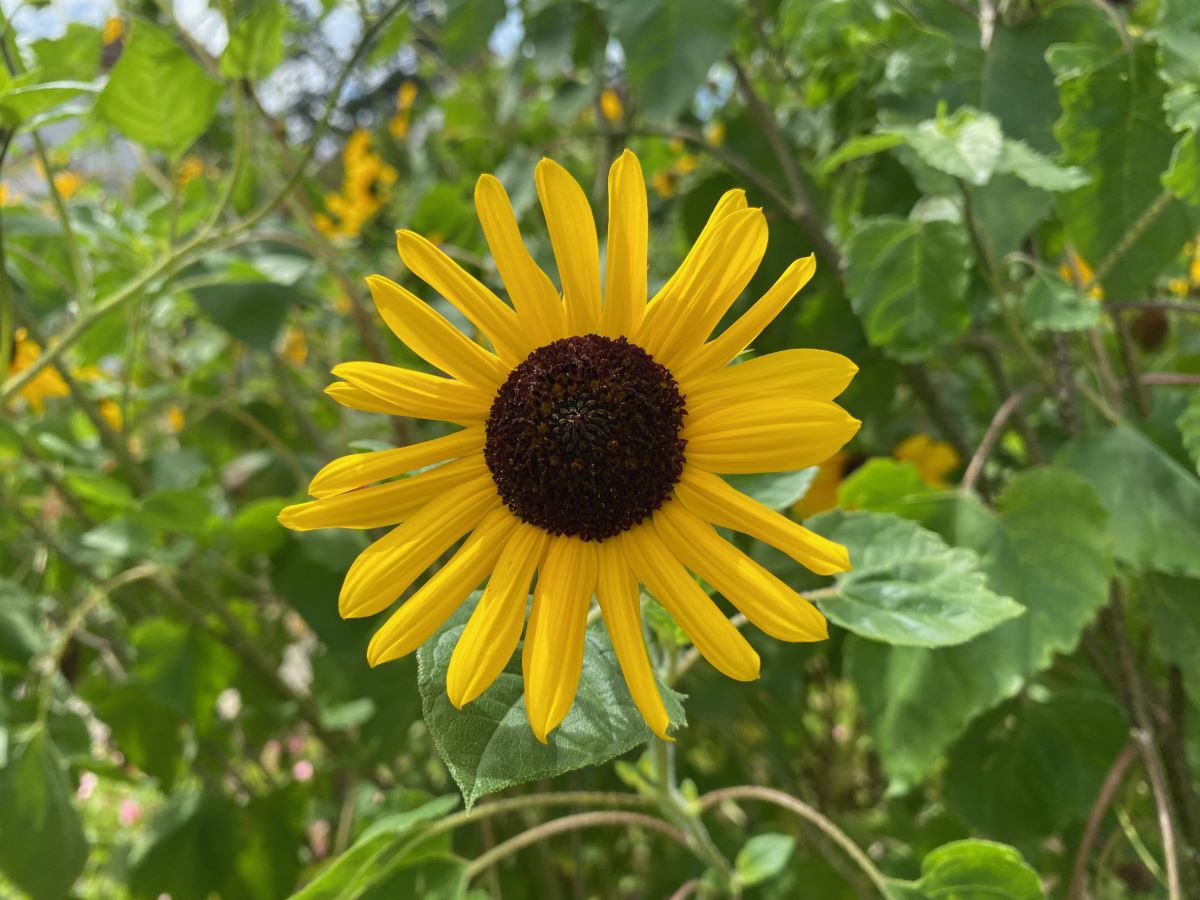 Stella | ProSpecieRara