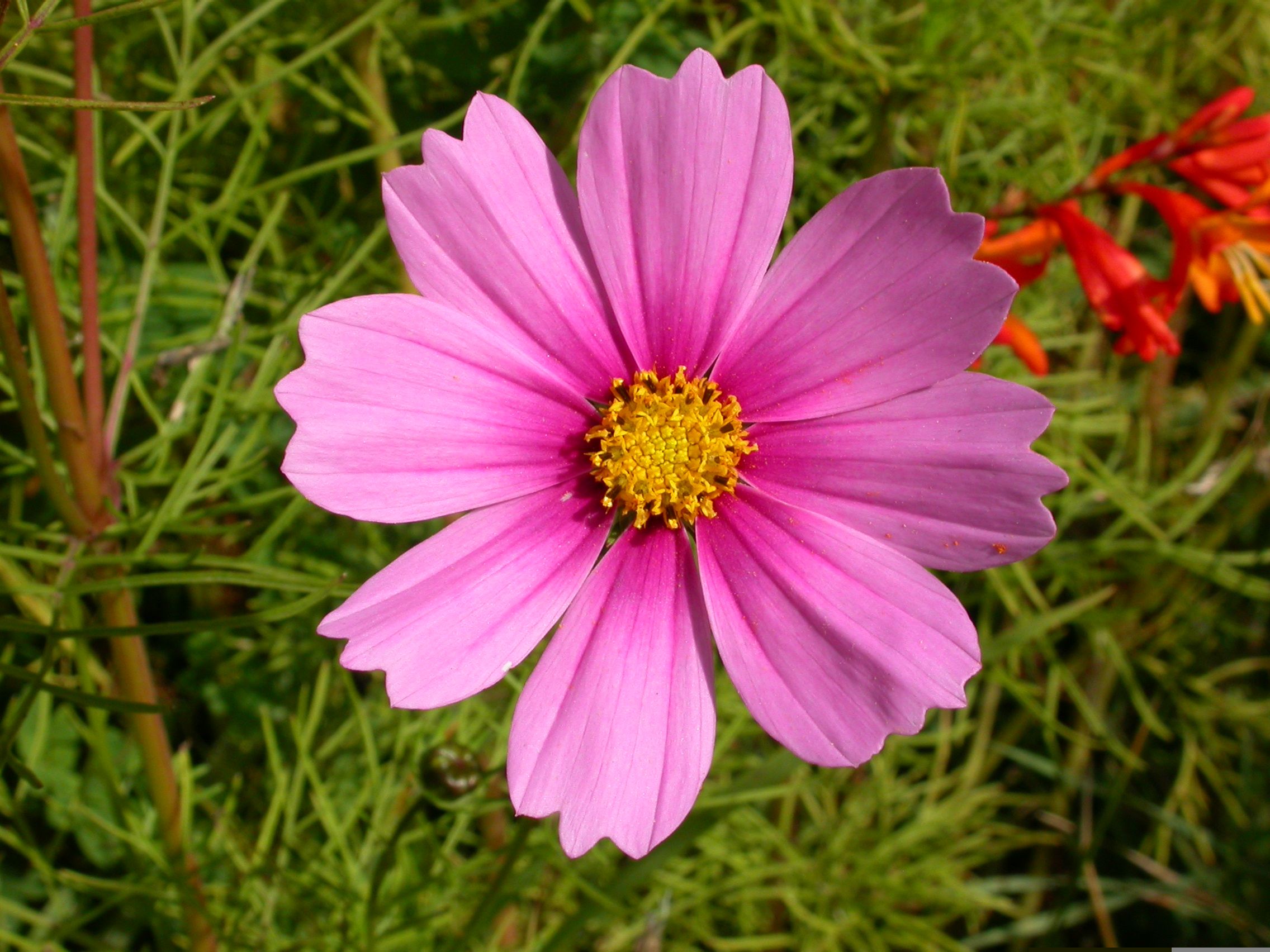 pêches de vigne | ProSpecieRara