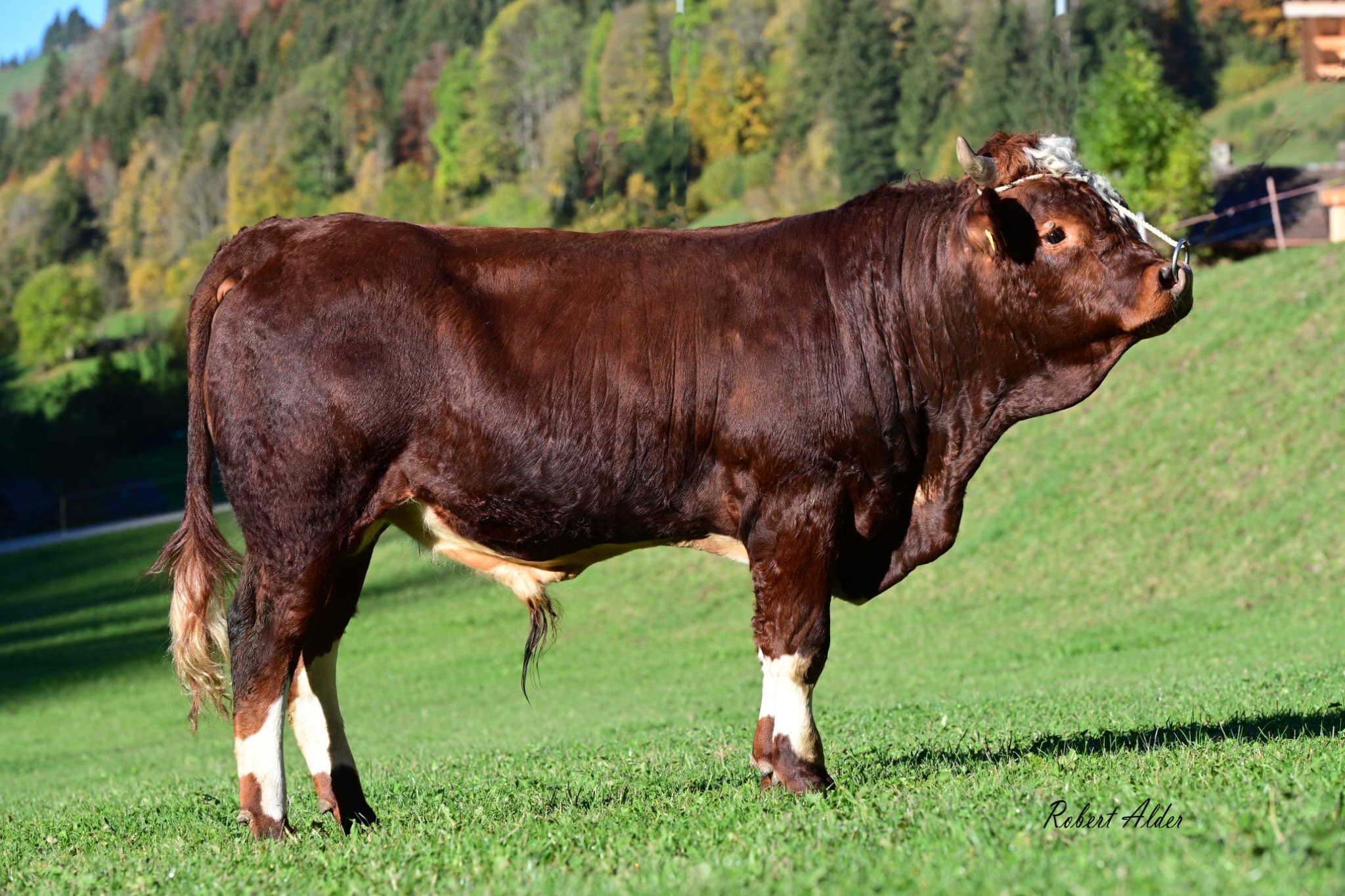 Hof Moos | ProSpecieRara