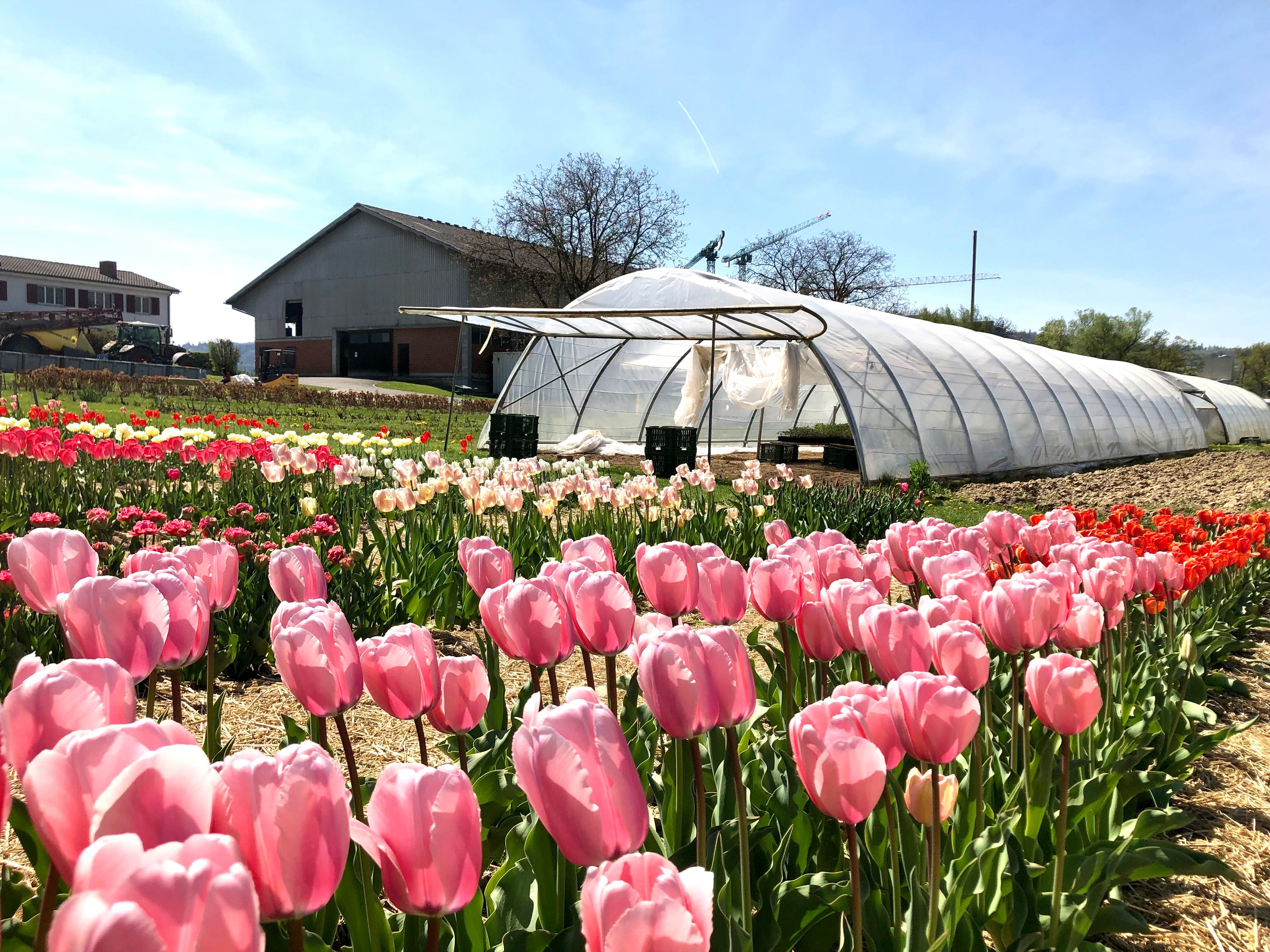 Bauernhof Feldhaas | ProSpecieRara
